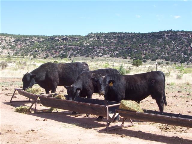 Our Cattle – Pino Creek Ranch